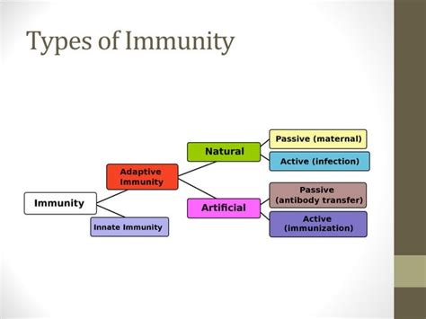 First Year Mbbs Physiology Immunity Classification Types And