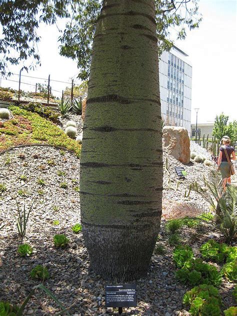 10x Brachychiton Rupestris Seeds Queensland Bottle Tree Bonsaicaudex