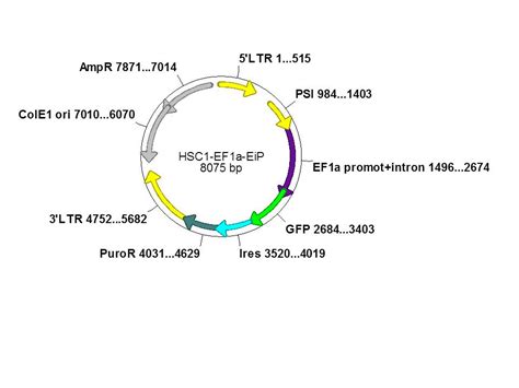Addgene Hsc1 Gip