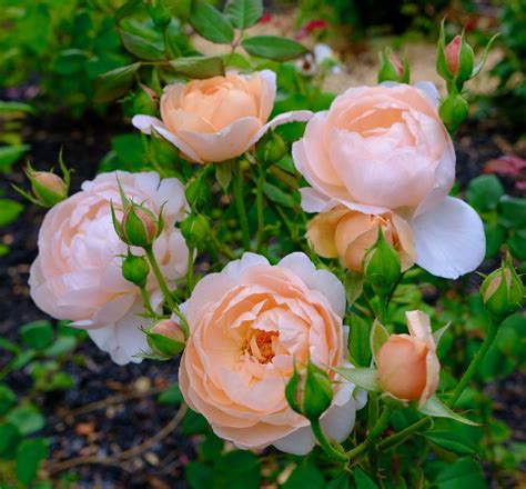 Roses Plant Care And Collection Of Varieties