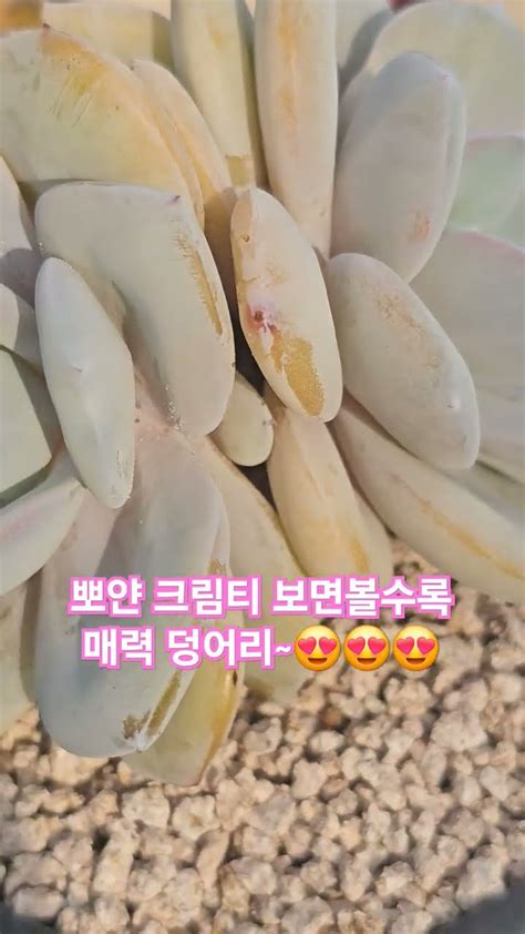 백분 좋아~🩷정말좋아~ ️ 유나초롱 초롱맘 자구분양 다육판매 다육집사 포항다육 Succulents 多肉植物 Youtube