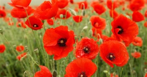 Хороскоп за 23 август 2022г Скорпион Денят е свързан с появата на нови интереси Козирог