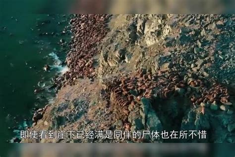 百米悬崖上一块石头翻滚而下镜头拉近一看这哪里是石头 石头 翻滚 镜头