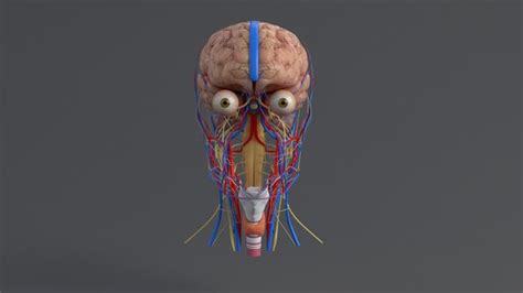 3d Human Head Anatomy Model Turbosquid 1562236