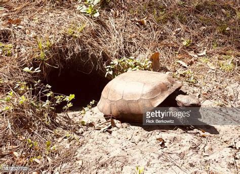 Gopher Turtle Photos And Premium High Res Pictures Getty Images