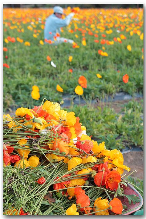 Defloration 002 Dear My Friends I Update Instagram Mainly Flickr