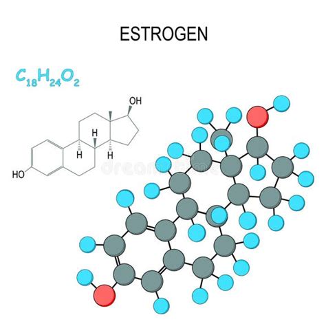Hormone Oestrogen Stock Illustrations 180 Hormone Oestrogen Stock