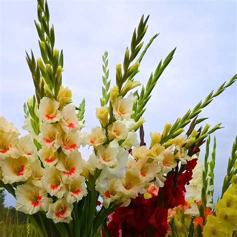 Gladiolus Flower Meaning Understanding Sword Lilys Symbolism