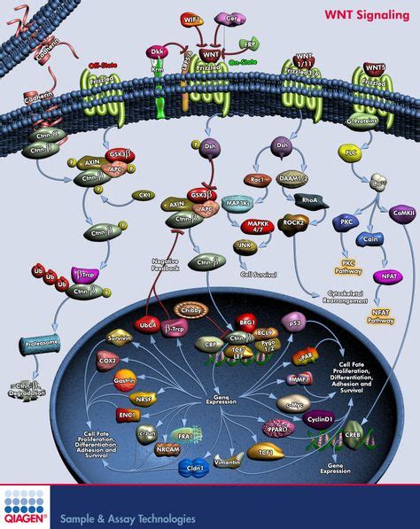 Signaling Pathways Ideas Pathways Signal Transduction Immunology