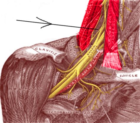 Scalene Triangle Anatomy Epos™