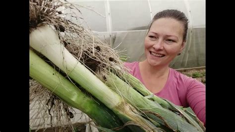КРУПНЫЙ ЛУК ИЗ СЕМЯН ОТ ПОСЕВА ДО УРОЖАЯ ЗА ОДИН СЕЗОН Youtube