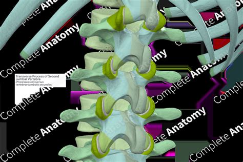 Transverse Process Of Second Lumbar Vertebra Right Complete Anatomy