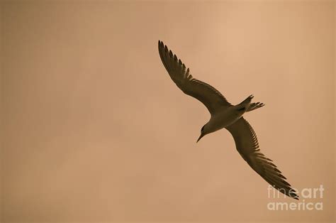 Manu Photograph By John De Mello Fine Art America