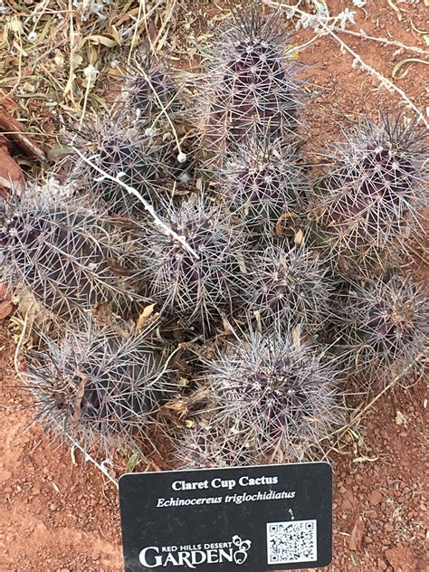 Claret Cup Cactus Claret Red Hill Cactus