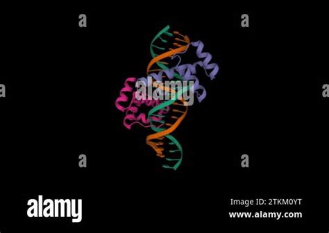 Pbx1 Homeobox Protein Hox B1 Dna Ternary Complex Animated 3d Cartoon And Gaussian Surface