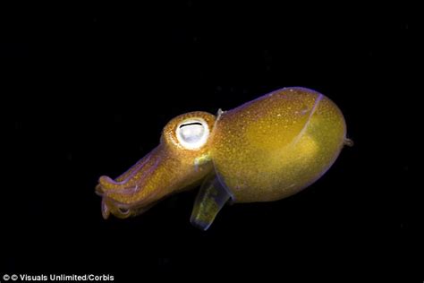Monash University Study Finds Squids Simply Choose The Nearest Female Daily Mail Online
