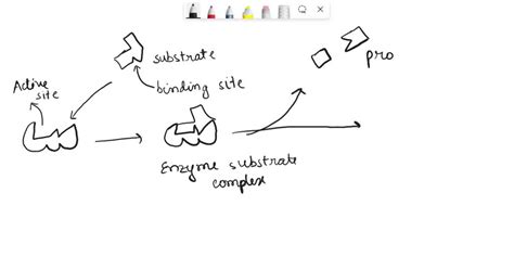 Label The Figure Below To Assess Your Knowledge Of The Action Of Enzymes In Biological Cells