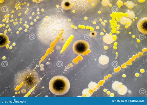 Colonies Of Different Bacteria And Mold Fungi Grown On Petri Dish With