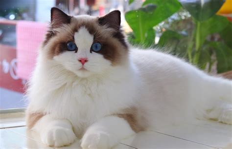 Idolls Ragdoll Cattery 낼름😛 랙돌고양이가정분양 랙돌캐터리아이돌스 랙돌 랙돌캐터리 랙돌고양이