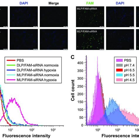 The Fluorescence Microscopy Images And Flow Cytometry Assay For