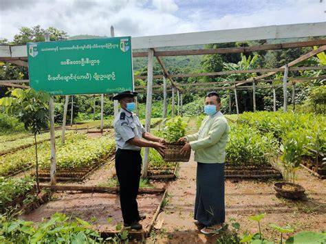 မီးခတ်ချောင်းသစ်တောဦးစီးဌာန ယာယီပျိုးဥယျာဉ်မှ သဘာဝပတ်ဝန်းကျင်စိမ်းလန