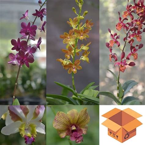 Buy Orchid Dendrobium Madam Vipa 1997 Flask Amthai Orchids Online