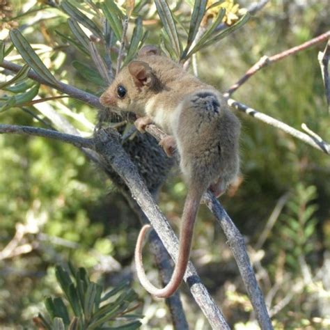 Cercartetus Concinnus Western Pygmy Possum Naturemapr Australia
