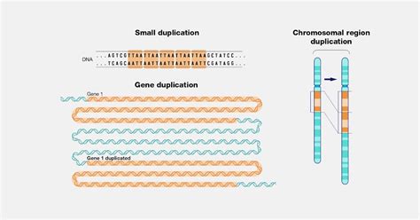 Modern Science Refutes The Evolutionary Theory Gene Duplication