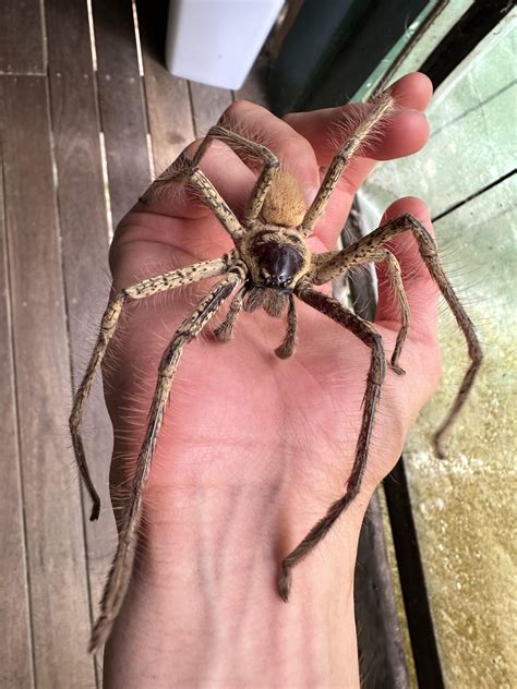 Golden Huntsman The Biggest Huntsman Spider In Australia Occasionally Approaching 19cm Across