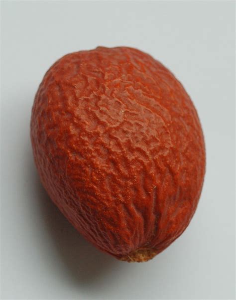 Spermatophytes Paléozoïques Spermatophytes Diversité Et