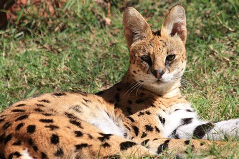 Serval Cat Characteristics At Clayton Cooper Blog