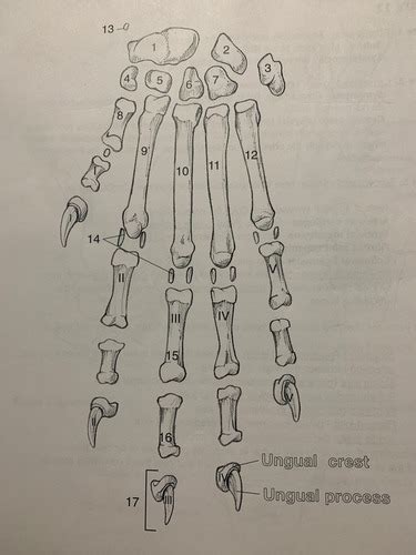 Carpal Metacarpal And Digital Bones Flashcards Quizlet