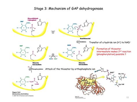 Ppt Glycolysis And Gluconeogenesis Powerpoint Presentation Id1170863