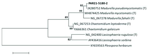 Phylogenetic Tree Based On Portions Of The 28s Lsu Sequences Of Various