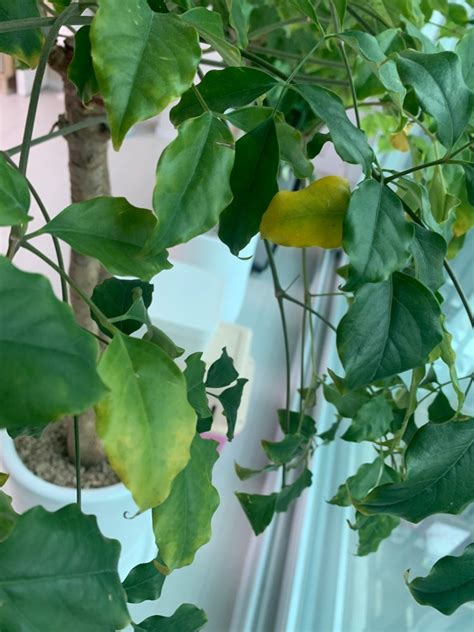 해피트리 잎이 누렇게 변하는 이유 지식in