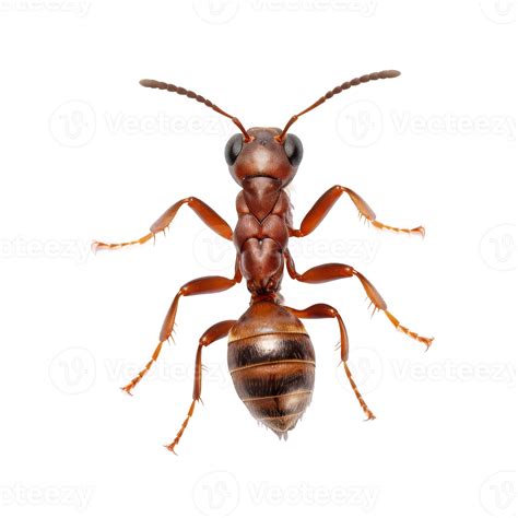 A Close Up View Of A Brown Ant With Prominent Eyes And Spiky Legs