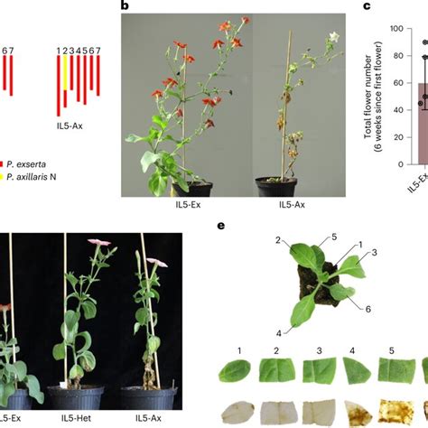 Il5 Shows Necrotic Symptoms A Diagram Showing The Genotypes Of The Il5