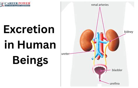 Excretory System Explained At Martin Cowles Blog