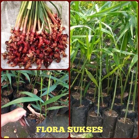 Jual Tanaman Jahe Merah Tanaman Herbal Rimpang Jahe Merah Asli Shopee