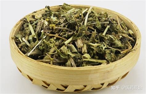 带你识别泽漆 知乎