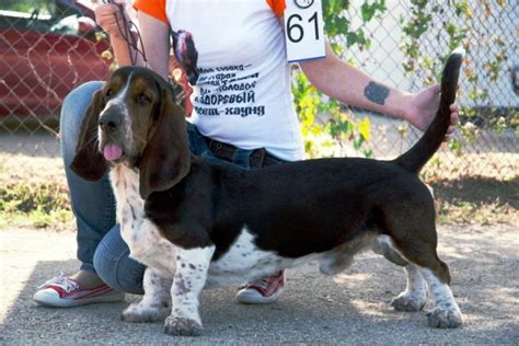 Породы собак с короткими лапами фото и названия «Дай Лапу