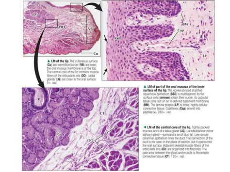 14 Git1 Histologypdf For Learning Histology Pdf