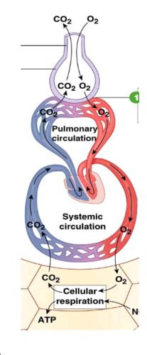 Resp 6 Flashcards Quizlet
