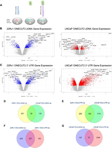 Frontiers Autonomous Action And Cooperativity Between The Onecut2 Transcription Factor And Its