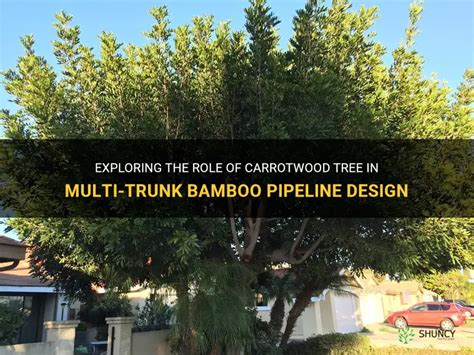 Exploring The Role Of Carrotwood Tree In Multi Trunk Bamboo Pipeline