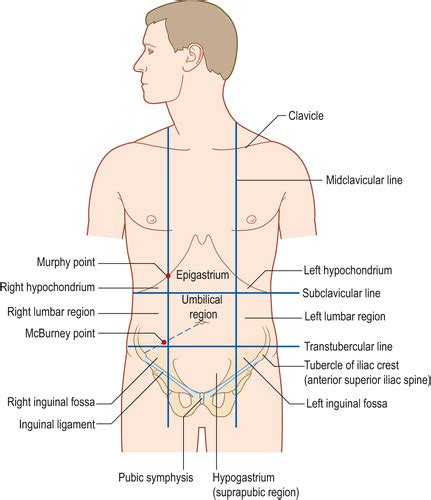 Macroscopic Microscopic Structure Of Ugi Tract From Mouth Duodenum Flashcards Quizlet