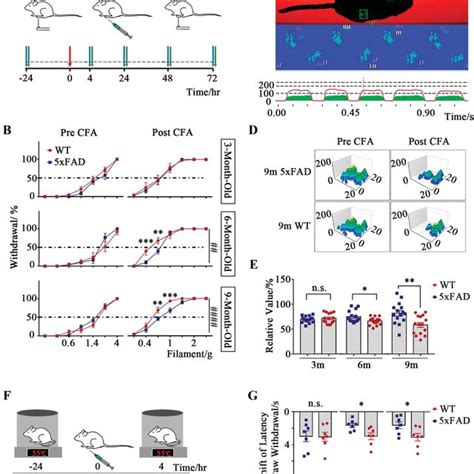 Attenuated Complete Freund Adjuvant Induced Local Field Potential