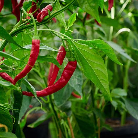 Understanding The Scoville Scale Made Simple