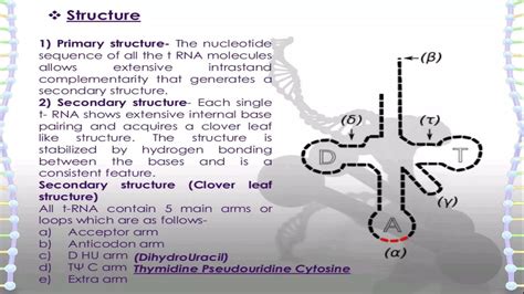 Rna Structure Synthesis And Mrna Processing Pptx Chemistry Science