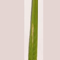 Rice Leaf Disease Detection Obj Object Detection Dataset And Pre Trained Model By Project